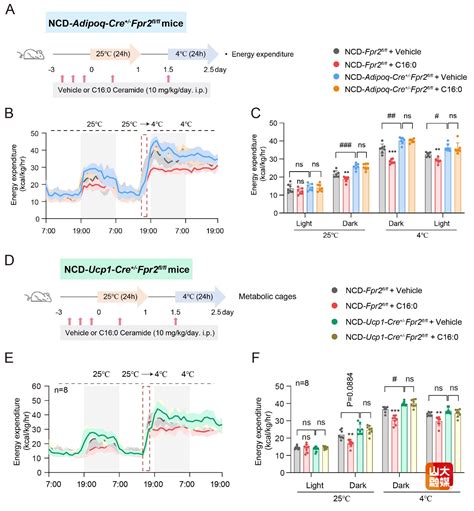 Science！孙金鹏姜长涛孔炜于晓发现神经酰胺的膜受体fpr2并揭示其调控脂肪产热的作用机制 山东大学新闻网