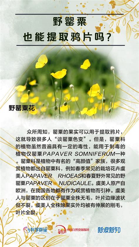 辟谣杨树上掉下的是毛毛虫植物的乳汁都有毒花花这么美谣言别沾边儿 澎湃号政务 澎湃新闻 The Paper