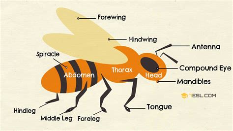 Bee Anatomy Diagram The Abcs Of Honeybee Anatomy