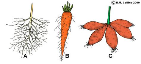 Modified Roots Examples