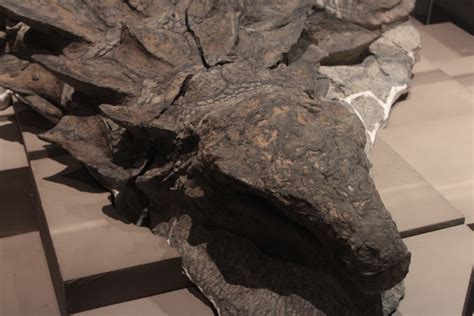 Five Reasons Why You Must See The Royal Tyrrell Museum Best Preserved