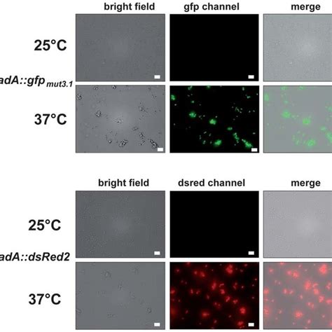 Comparative Gene Expression Analysis Using Pfu Plasmids Y