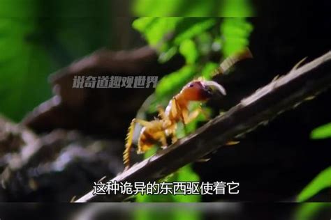 人类可能成为丧s吗？看昆虫界的3大“丧s”生物，第4个身价不菲！昆虫生物身价