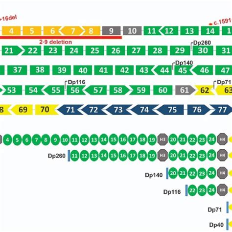 Schematic Representation Of Dmd Exons Gene And Main Protein Isoforms A