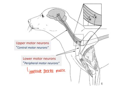 Nervous System 6 Somatic Motor System Flashcards Quizlet