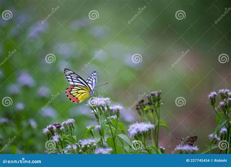 A Beautiful Common Jezebel Butterfly Delias Eucharis Is Seated On