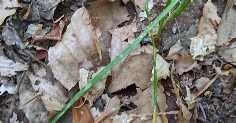 Ground Dwelling Bees Sorry For Potato Zone 8a Ne Georgia Usa Found