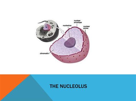 Ppt Cell Structure Nucleus Nuclear Envelope And The Nucleolus