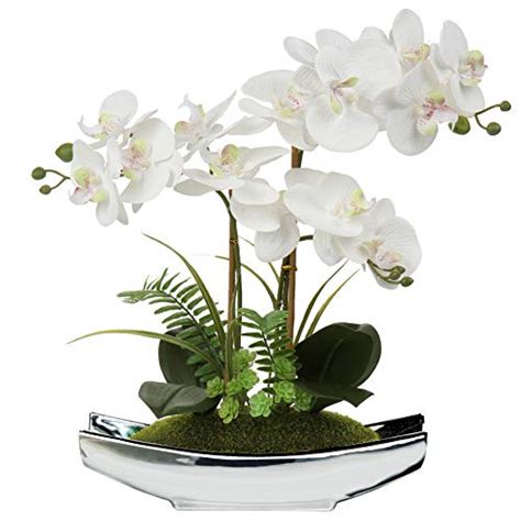 Paphiopedilum Yang Ji Apple Philippinense X Anitum Slippertalk
