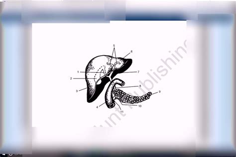 Accessory Digestive Organs Diagram Quizlet