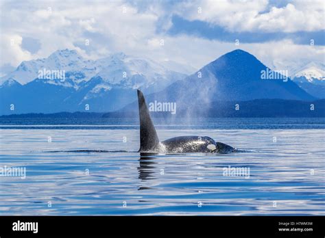 An Orca Whale Killer Whale Orcinus Orca Surfaces Near Juneau Lynn