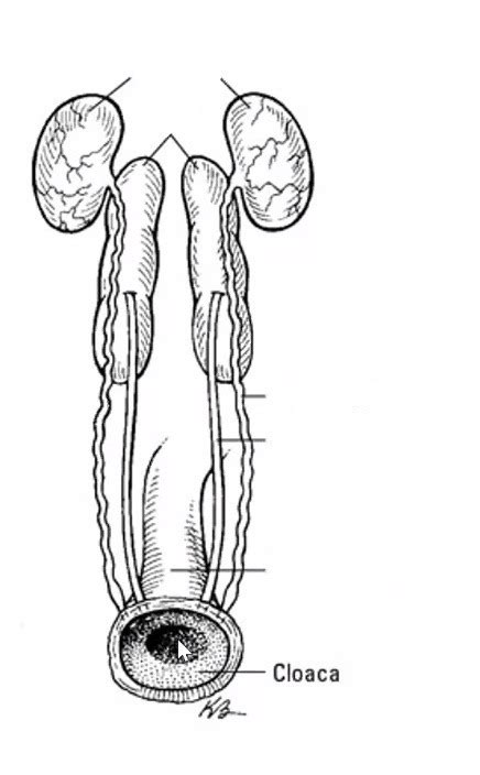 Male Chicken Reproductive System