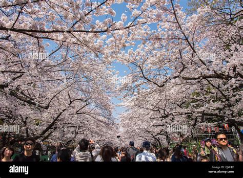 Hanami Cherry Blossom Viewingueno Parktaito Kutokyojapan Stock