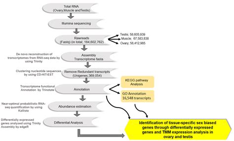 Experimental Flowchart From RNAseq Analysis Of O Dancena Ovary Muscle