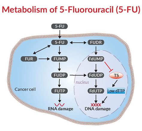 5 Fluorouracil 5 Fu For Research Invivogen