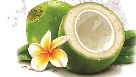 Gambar Kelapa Muda Kartun 41 Koleksi Gambar