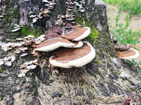 Ganoderma Resinaceum From Parco Lambro On July 30 2023 At 11 29 Am By