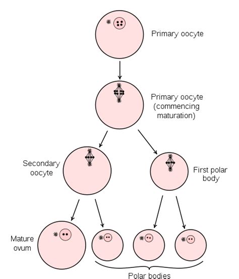 Give A Schematic Labelled Diagram To Represent Oogenesis Without