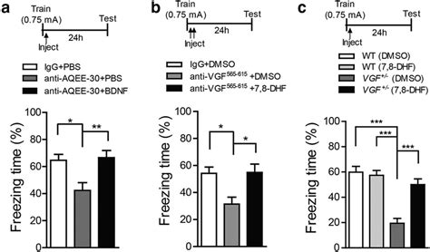 Acute Sequestration Of Secreted Vgf C Terminal Peptide In Adult Download Scientific Diagram