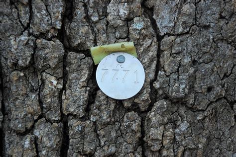 3 Free Tree Identification Tags Identification Tags Images Pixabay