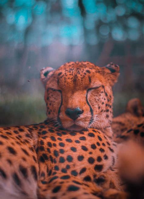 100 Cheetah Iphone Wallpapers