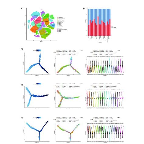 Cell Annotation And Pseudotime Analysis A Classifying The Different