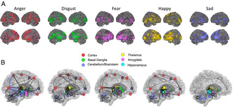 The Science Of Emotions In 2020 Brain Facts Basic