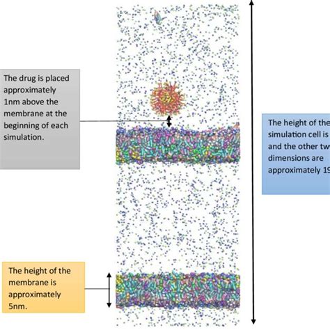 Preparing The Membrane For The Coarse Grained Simulation Download