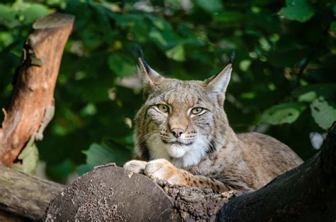 Free Images Nature Looking Wildlife Log Portrait Predator Fauna