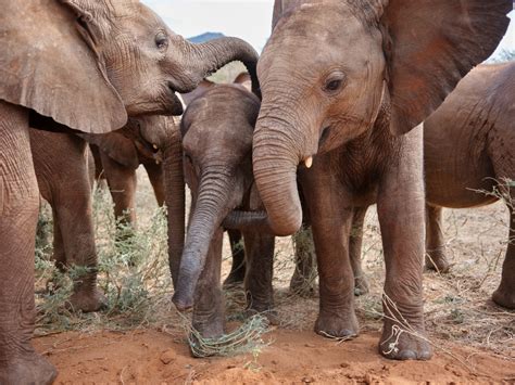 Elephant Pictures National Geographic National Geographic
