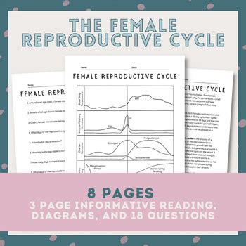 The Female Reproductive Menstrual Cycle Reading Diagram And Questions