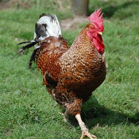 Cockerel Chicken And Broccoli Rooster New Era 59fifty Fitted Hat