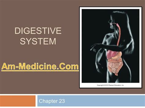Anatomy And Physiology Lecture Notes Digestive System Ppt