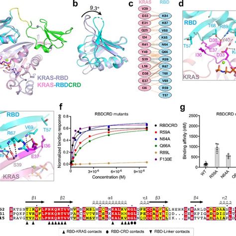 Model Of Ras Mediated Raf Activation Using Structural Insights Obtained