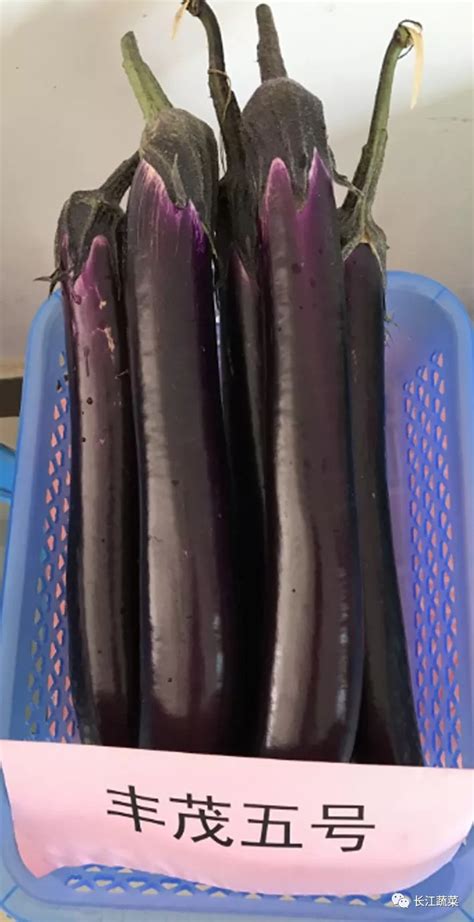今年冬季种茄子前您可能需要先看看这 长江蔬菜