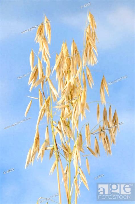 Chinese Naked Oat Avena Sativa Chinensis Stock Photo Picture And Rights Managed Image Pic