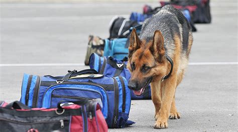 Собака нюхает образами - k-9.ru