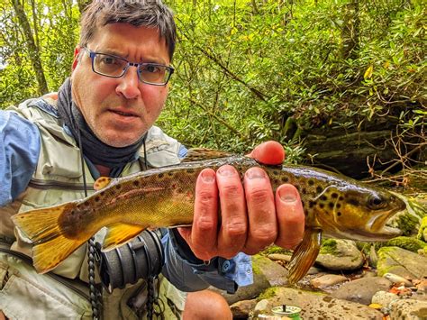 Fly Fishing Bradley Fork Save Quit Fish