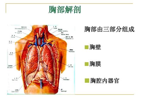 胸腔图片胸膜 胸膜腔图片 伤感说说吧