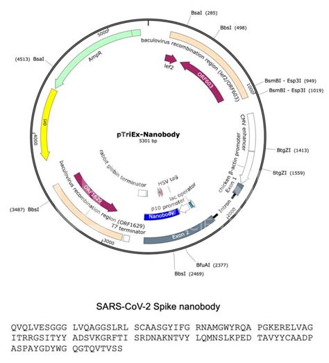 Sars Cov 2 Spike Nanobody Bicell Scientific®