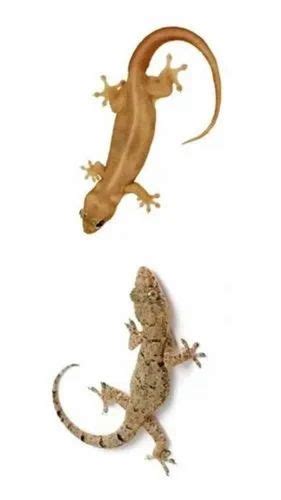 Lizard Pest Control Services At Rs 009sq Ft In New Delhi Id