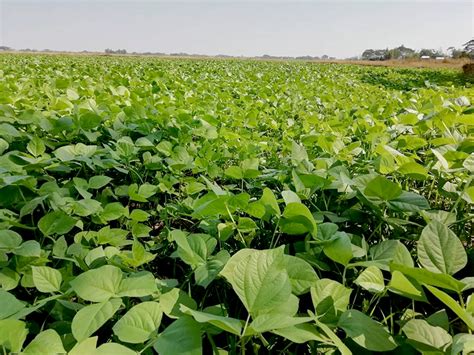 ၂၀၁၈ ၂၀၁၉ ဘဏ္ဍာနှစ် သုံးလအတွင်း ပြည်ပသို့ ပဲမျိုးစုံတင်ပို့မှုမှ ဒေါ်လာ