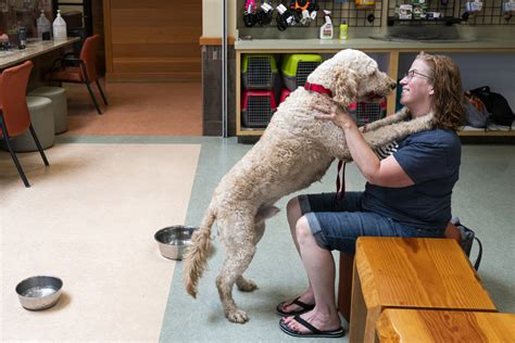 Humane Society For Southwest Washington Reopens Doors For In Person