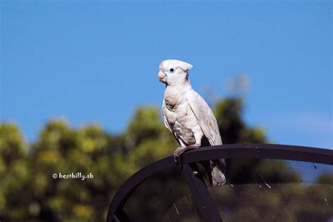 Solomons Cockatoo Cacatua Ducorpsii Photo Call And Song
