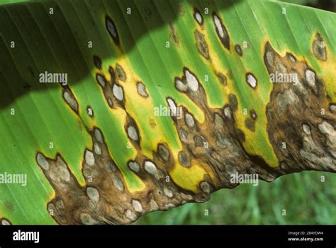 Yellow Sigatoka Mycosphaerella Musicolalesions And Necrosis On The