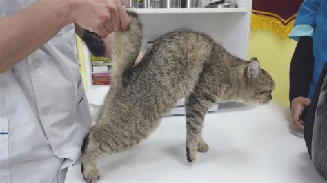 医生抱猫咪检查小家伙眼神求助主人无果 搜狐大视野 搜狐新闻