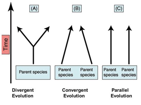 Divergent Evolution Graph