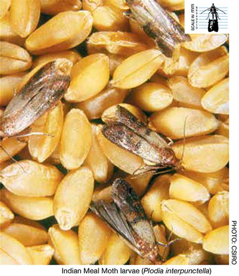 Stored Grain Pests Identification The Back Pocket Guide Stored Grain Information Hub For