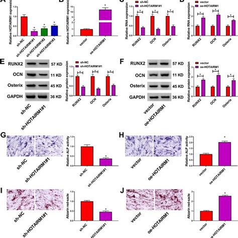 Hotairm1 Positively Modulates The Differentiation Of Hbmscs Into Download Scientific Diagram