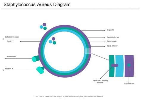 Staphylococcus Aureus Diagram Powerpoint Slide Presentation Sample Slide Ppt Template